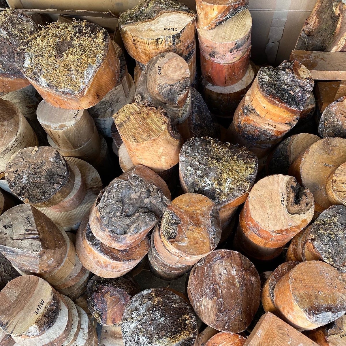 Myrtlewood Factory Outlet Garibaldi | Myrtlewood Factory Outlet Garibaldi